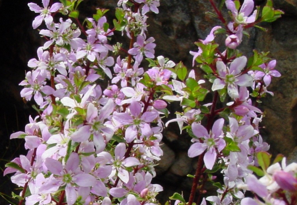 Buchu and its positive effects on health – Rosemary Creek Essential Oils